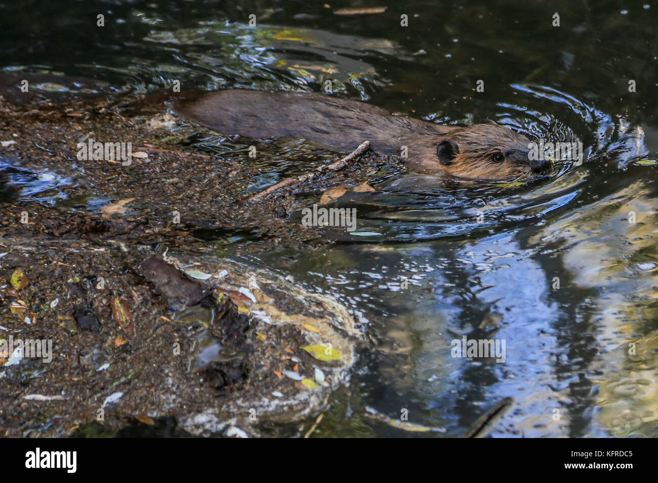 Canadian Beaver Dams Ecosystem in the Cuenca los Ojos in Agua Prieta ...
