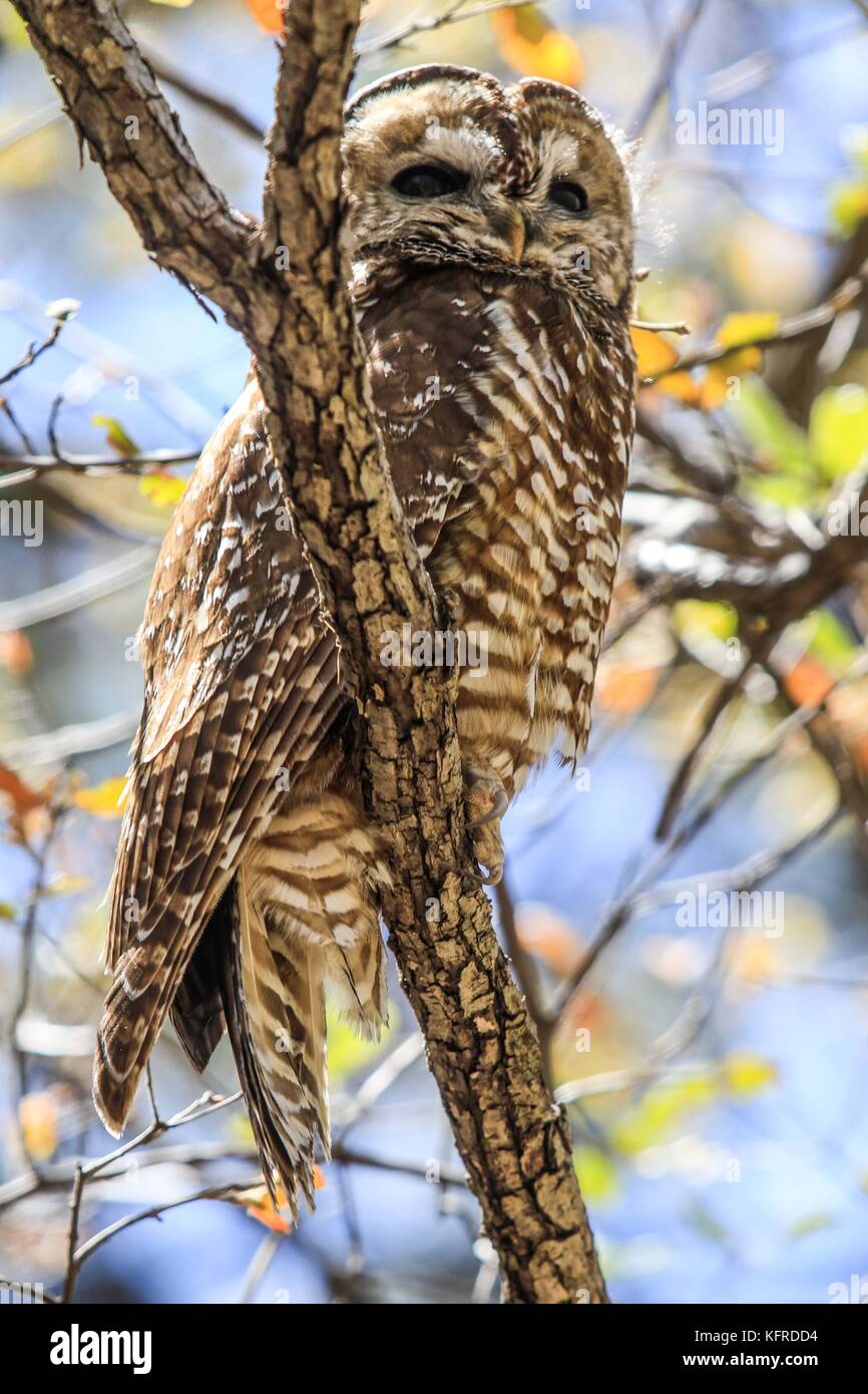 Mexican spotted owl or Strix occidentalis lucida, very difficult to ...