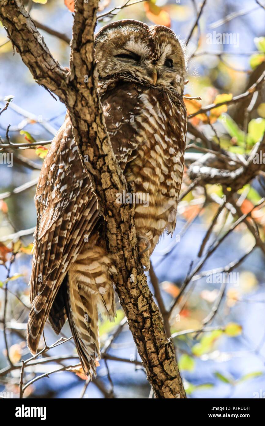 Mexican spotted owl or Strix occidentalis lucida, very difficult to ...