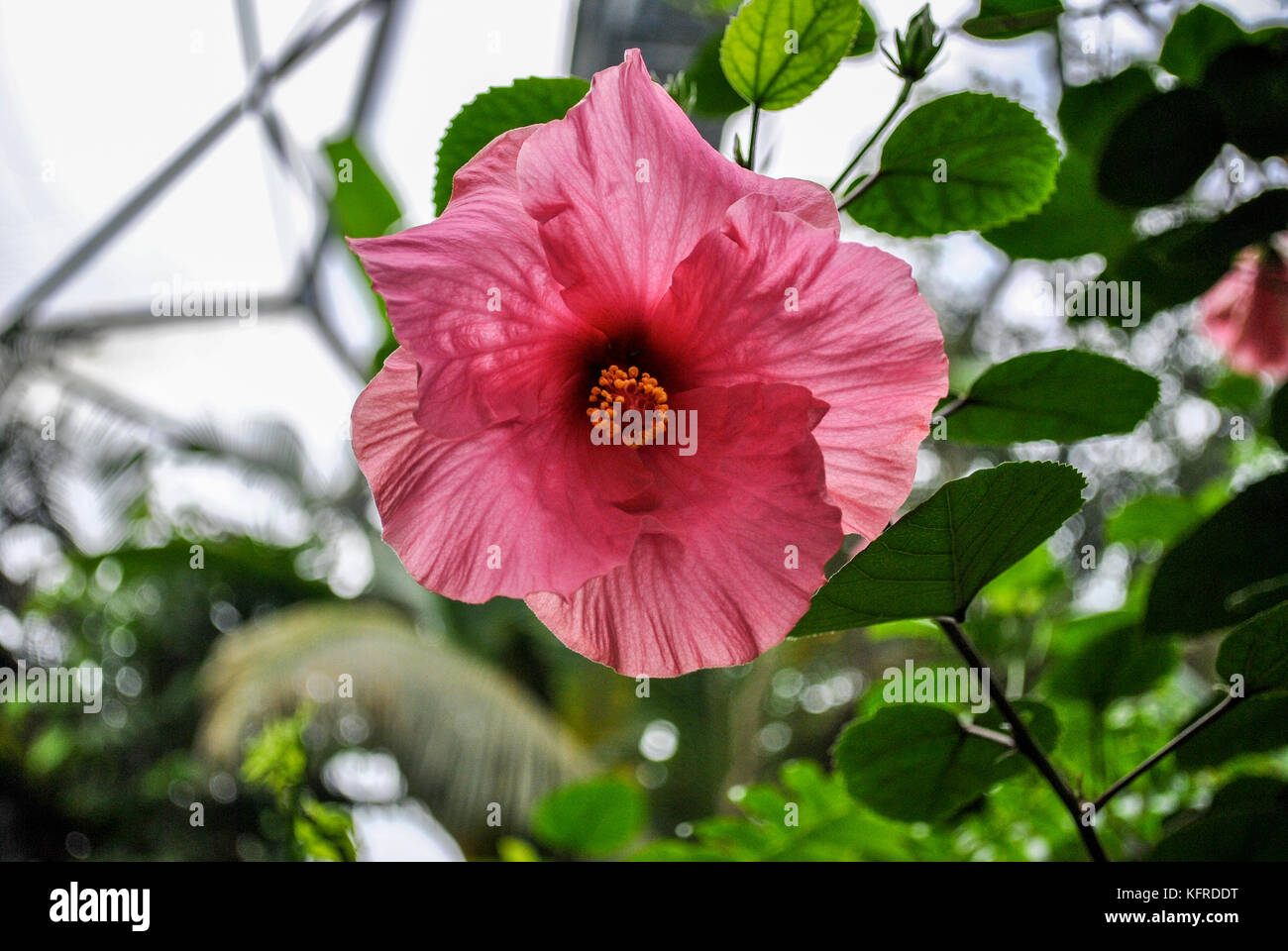 Pink china rose hi-res stock photography and images - Alamy