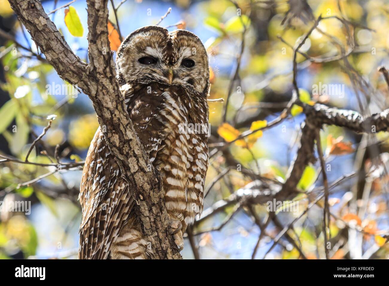 Mexican spotted owl strix occidentalis hi-res stock photography and ...