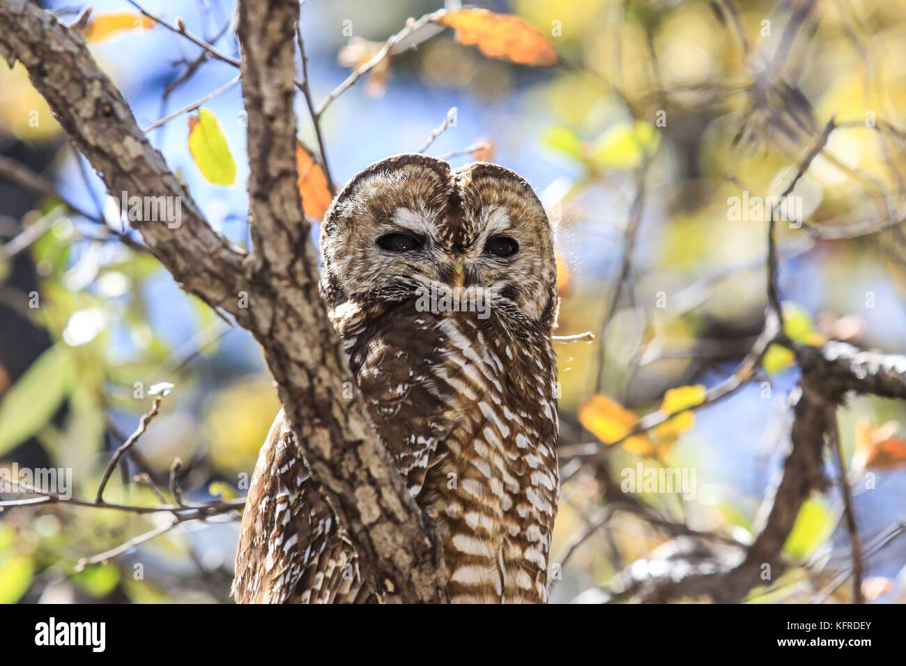 Mexican spotted owl or Strix occidentalis lucida, very difficult to ...