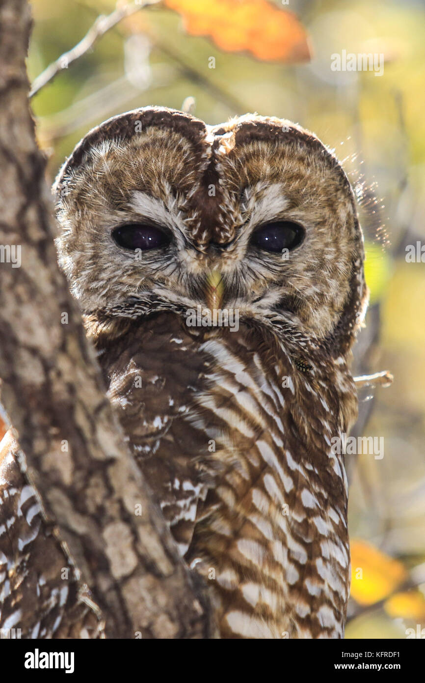 Mexican spotted owl or Strix occidentalis lucida, very difficult to ...