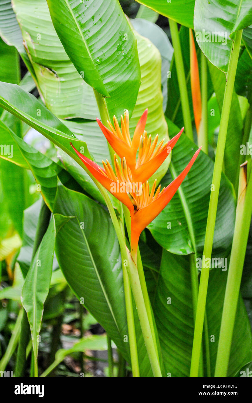 Pointed orange tropical hi-res stock photography and images - Alamy
