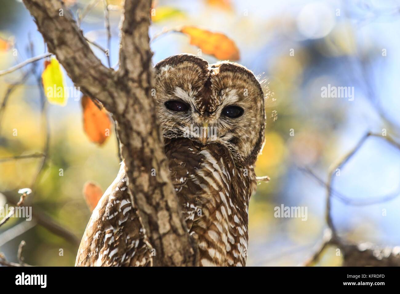 Mexican spotted owl or Strix occidentalis lucida, very difficult to ...