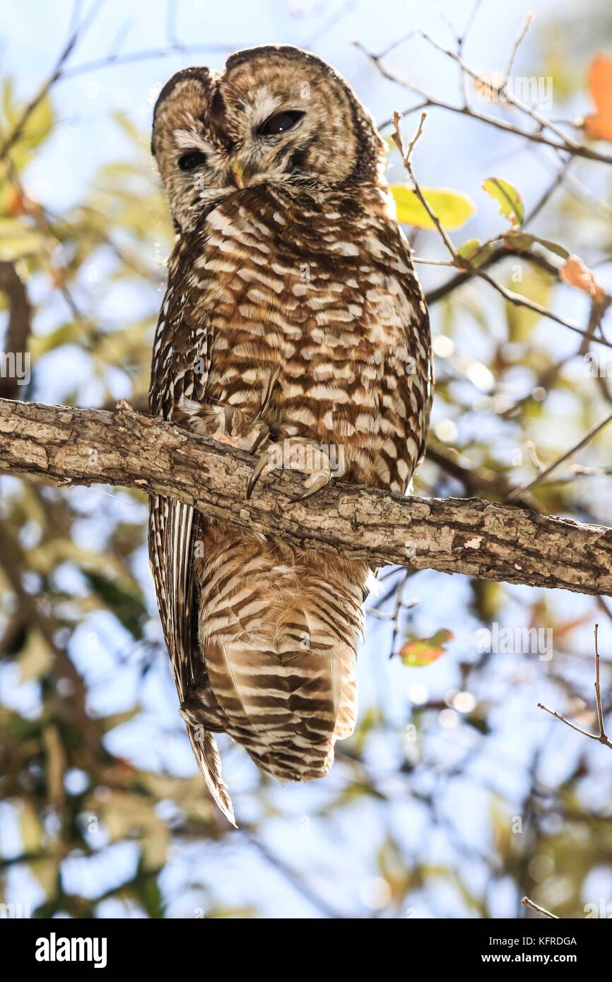 Mexican spotted owl or Strix occidentalis lucida, very difficult to ...