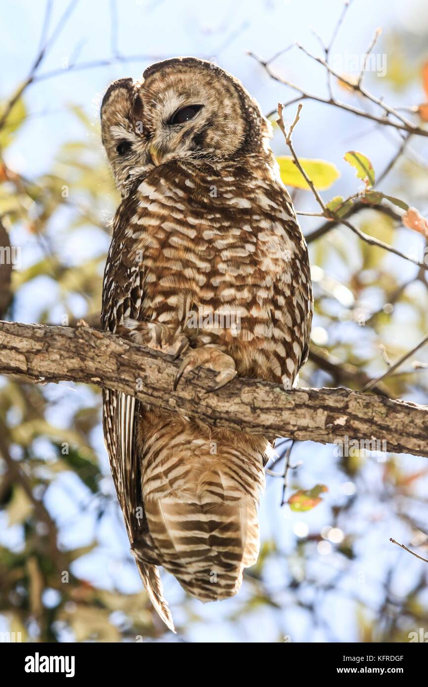 Mexican spotted owl or Strix occidentalis lucida, very difficult to ...