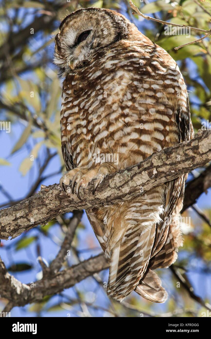 Mexican spotted owl or Strix occidentalis lucida, very difficult to ...