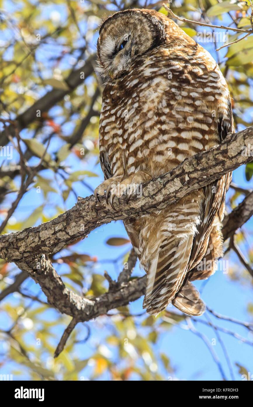 Mexican spotted owl or Strix occidentalis lucida, very difficult to ...