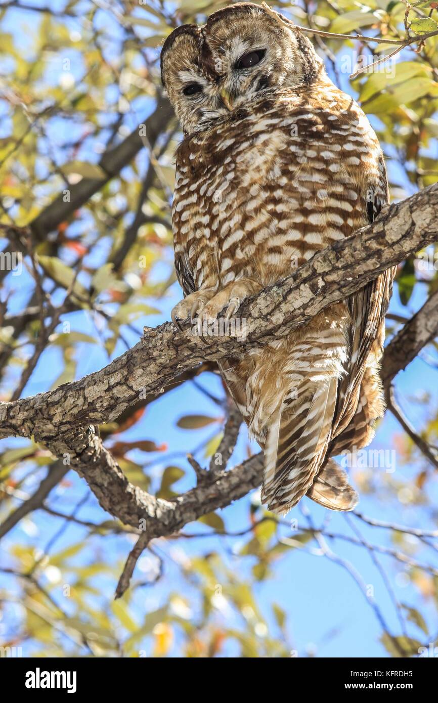 Mexican spotted owl or Strix occidentalis lucida, very difficult to ...