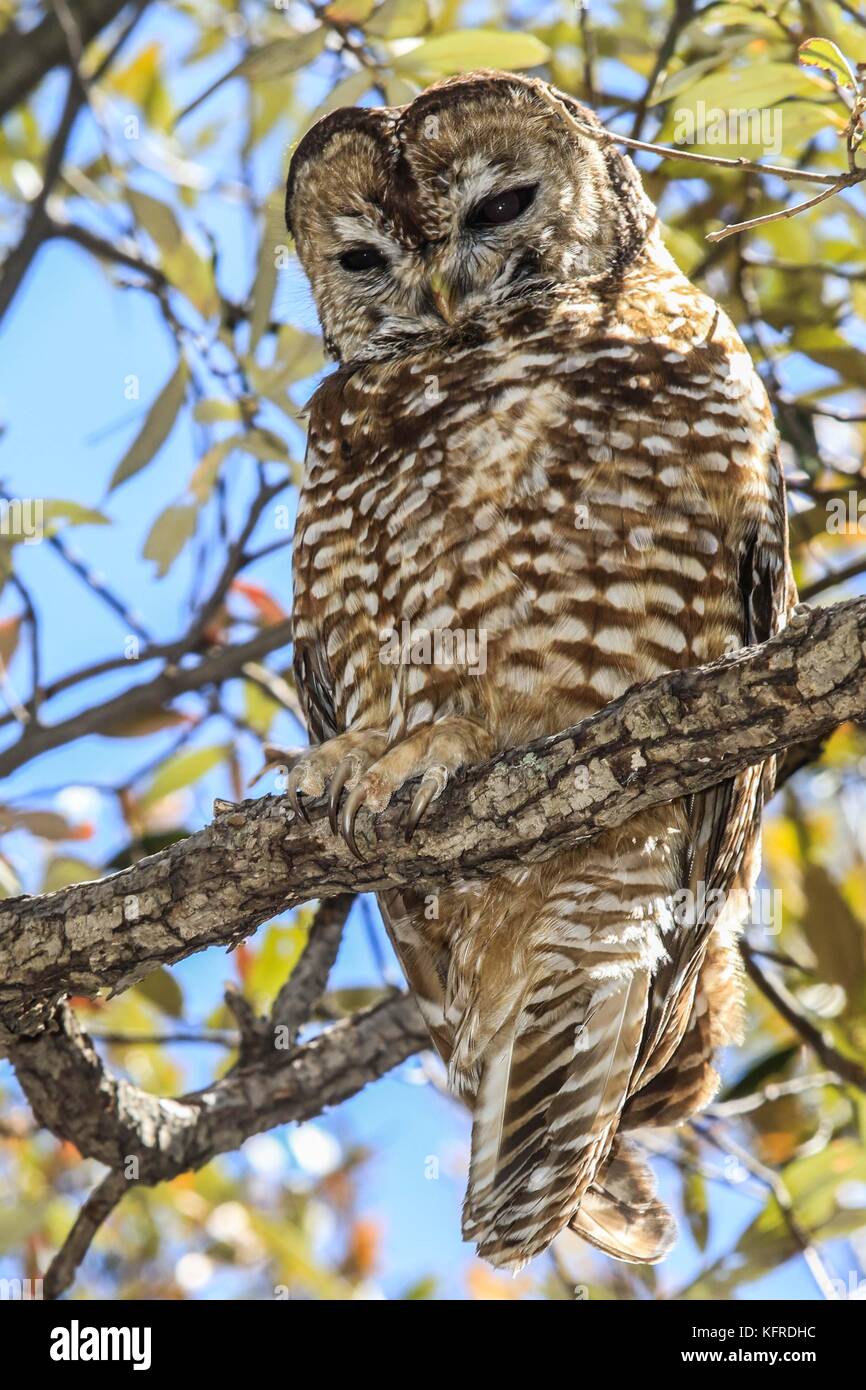 Mexican spotted owl or Strix occidentalis lucida, very difficult to ...