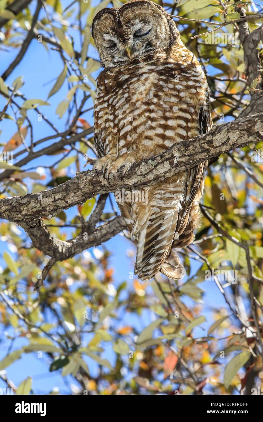 Mexican spotted owl or Strix occidentalis lucida, very difficult to ...