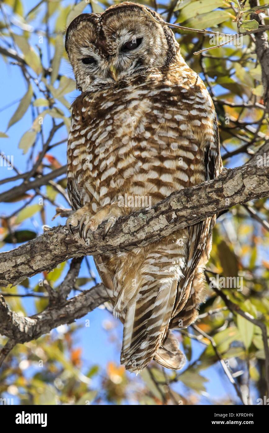 Mexican spotted owl or Strix occidentalis lucida, very difficult to ...