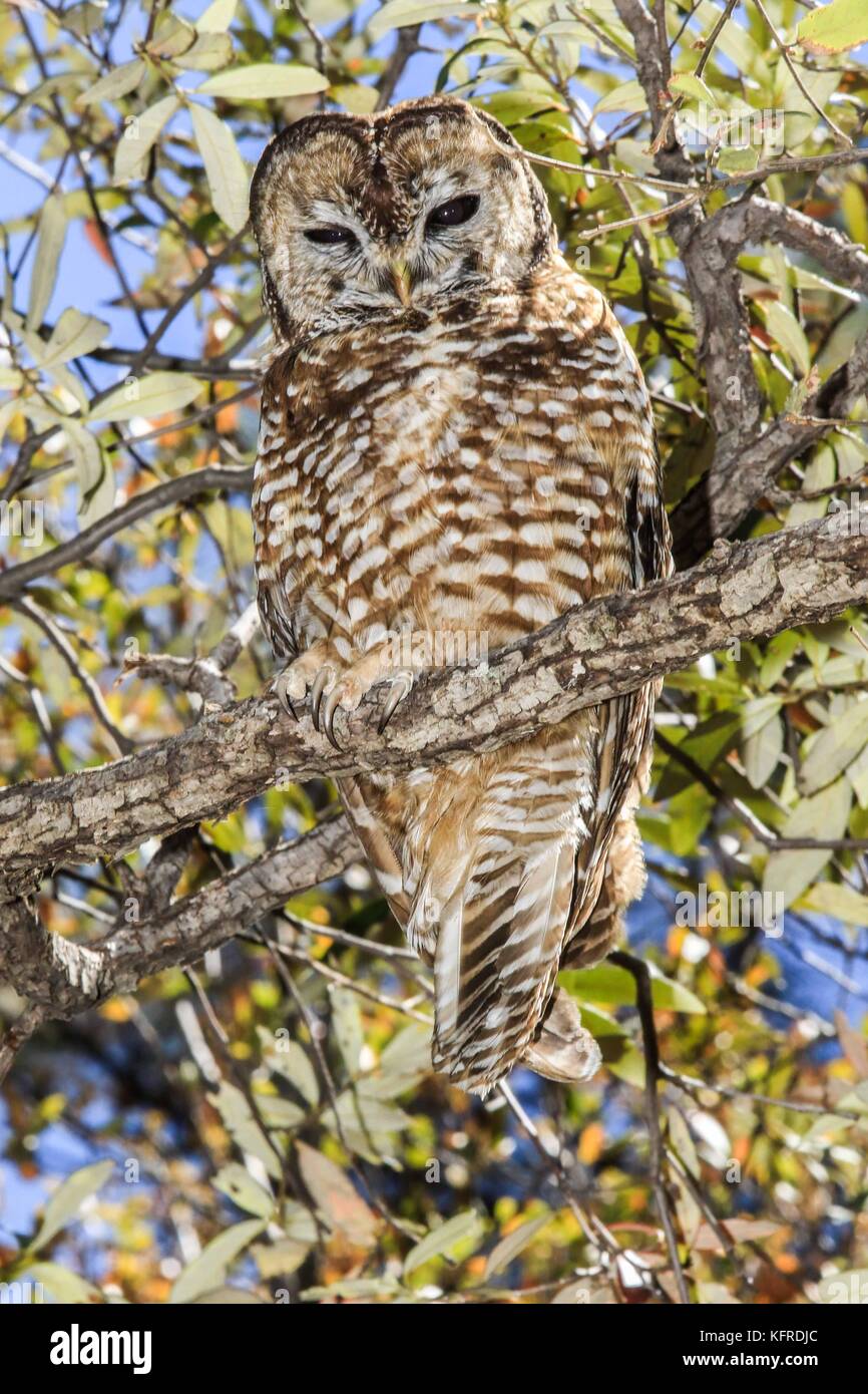 Mexican spotted owl or Strix occidentalis lucida, very difficult to ...