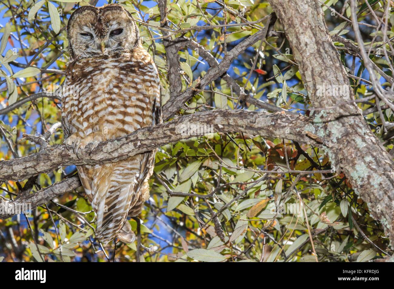 Mexican spotted owl or Strix occidentalis lucida, very difficult to ...