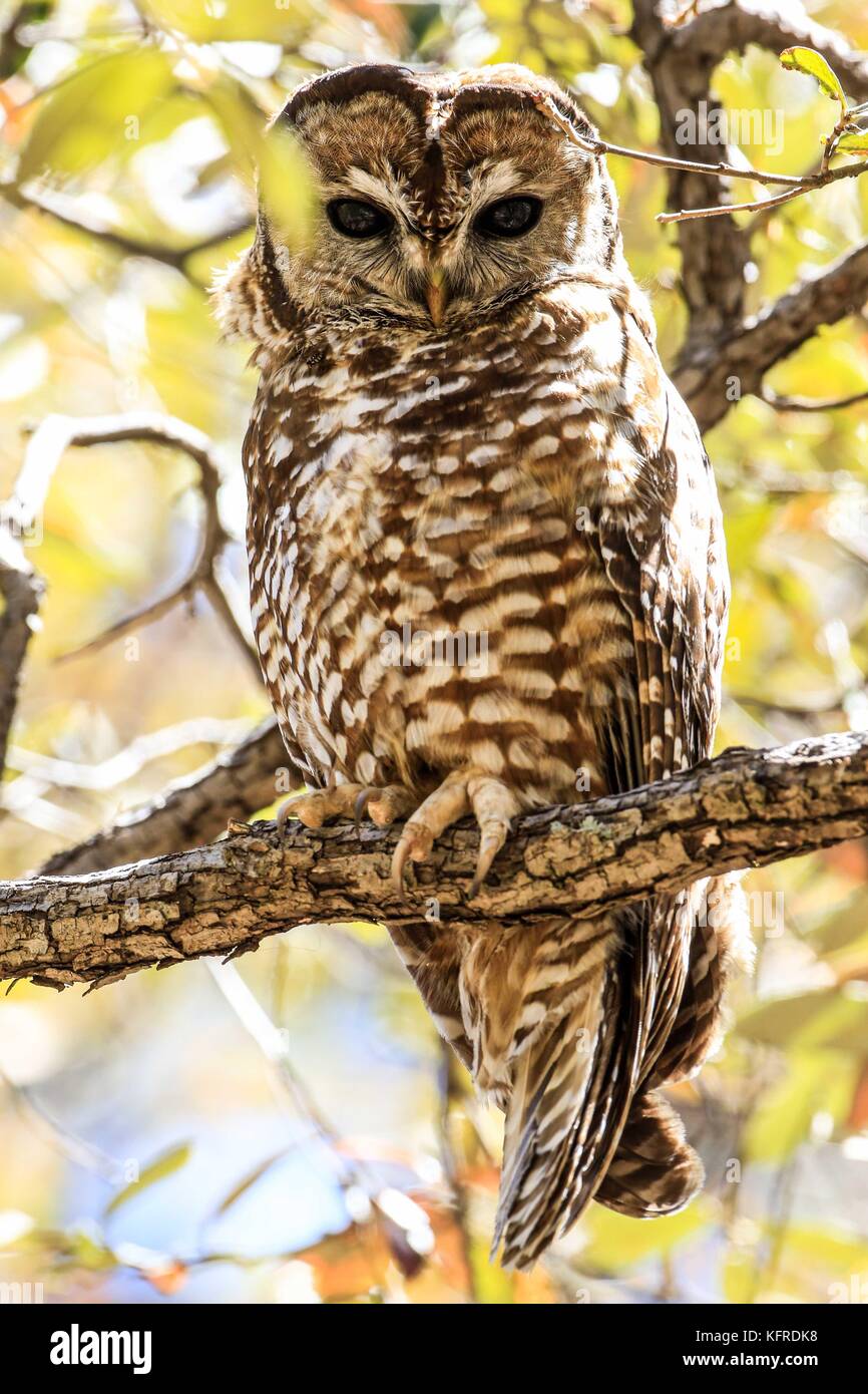 Mexican spotted owl or Strix occidentalis lucida, very difficult to ...