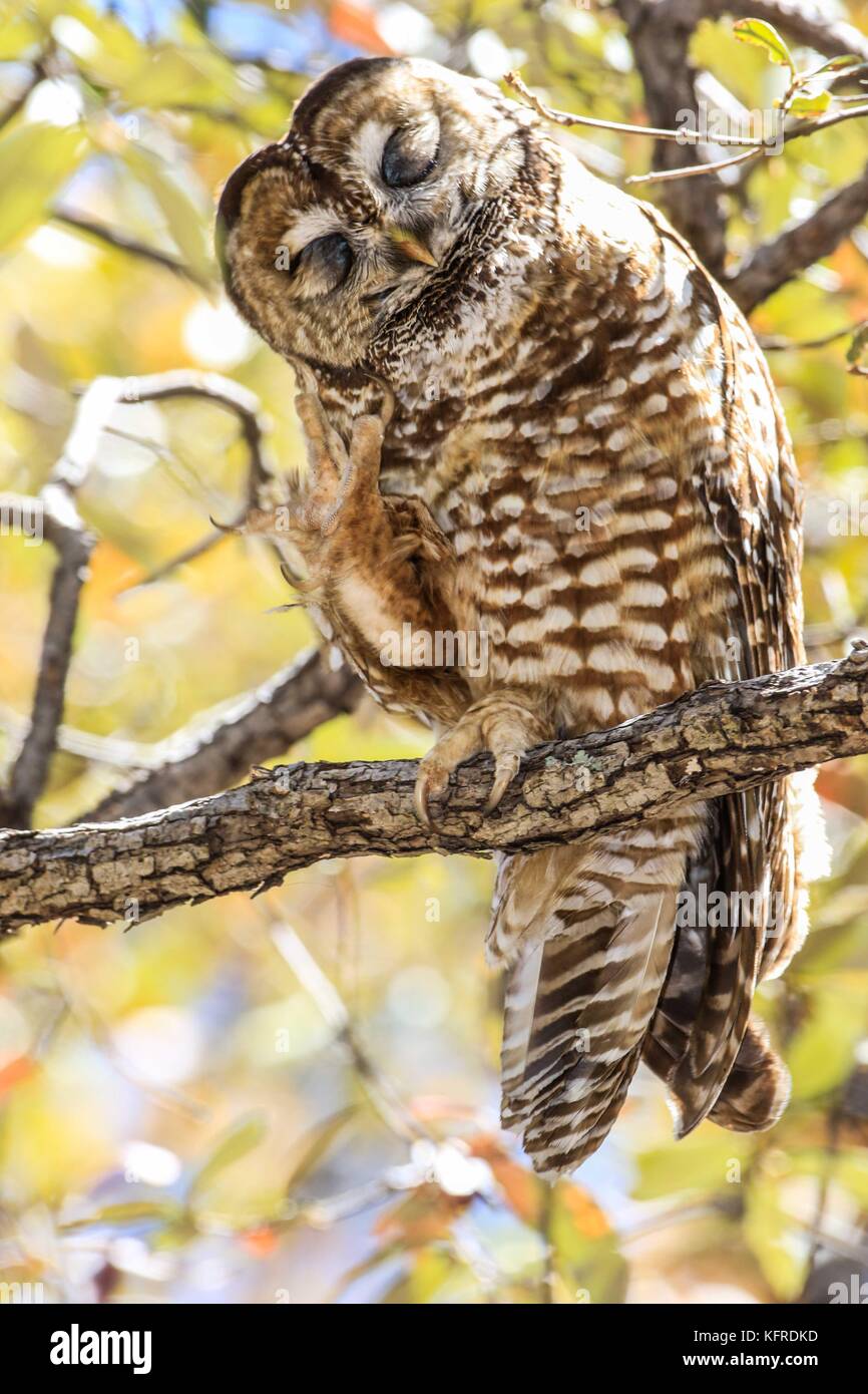 Mexican spotted owl or Strix occidentalis lucida, very difficult to ...