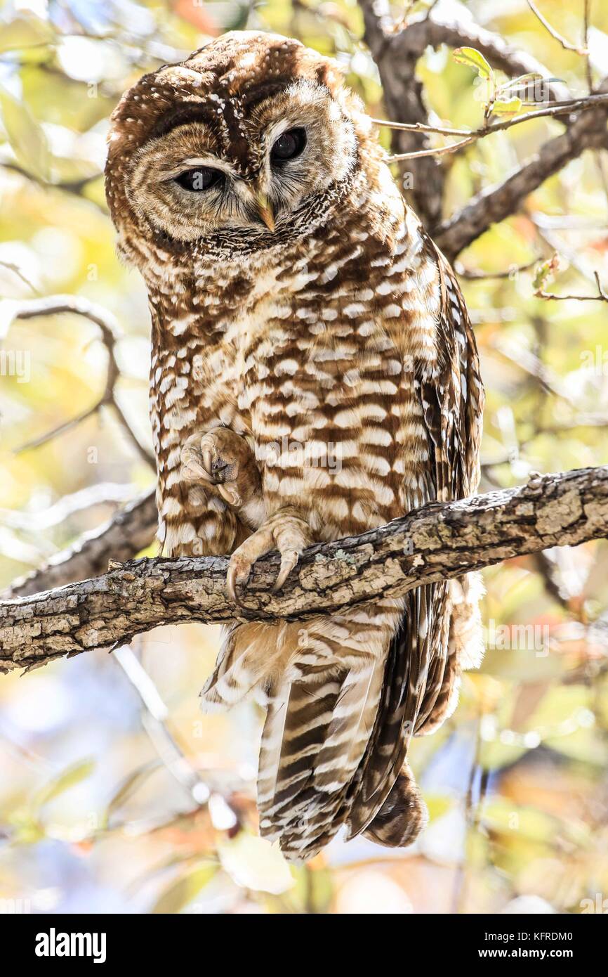 Mexican spotted owl or Strix occidentalis lucida, very difficult to ...