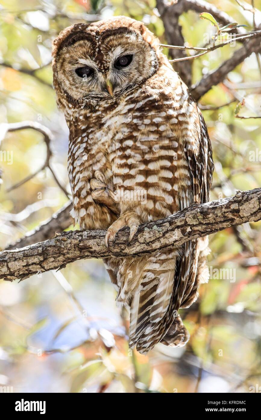 Mexican spotted owl or Strix occidentalis lucida, very difficult to ...