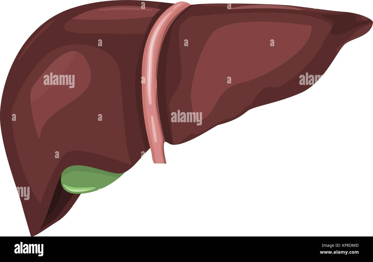 Human liver anatomy with very high detailed but flat and solid color ...