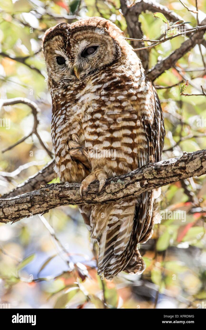 Mexican spotted owl or Strix occidentalis lucida, very difficult to ...