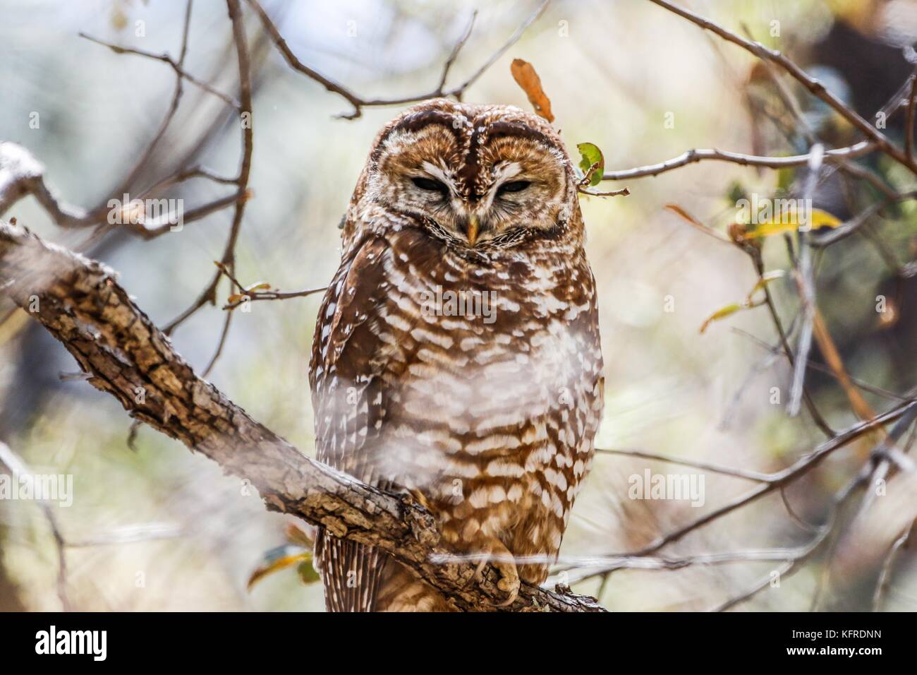 Mexican spotted owl or Strix occidentalis lucida, very difficult to ...