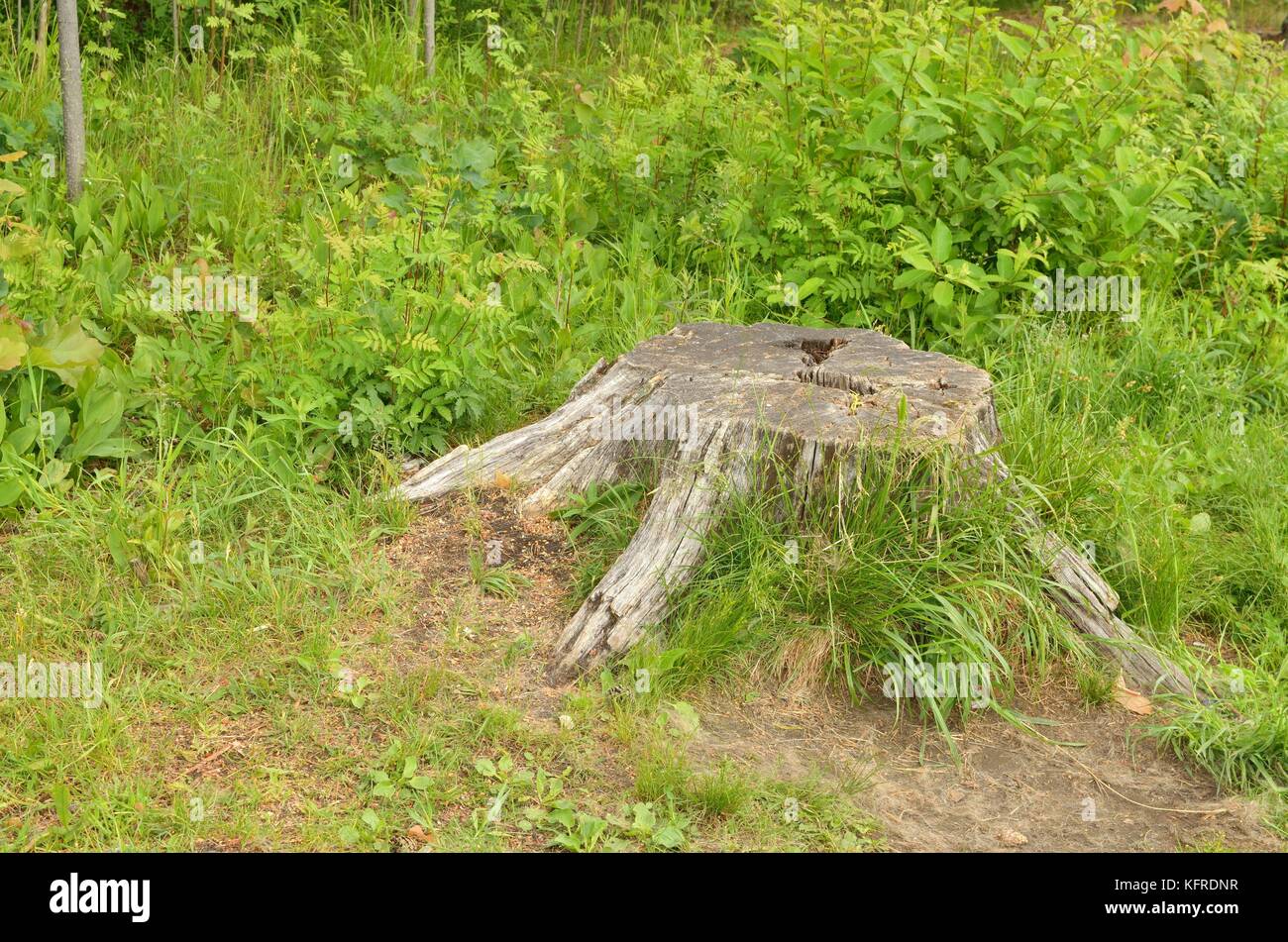 Well in the woods.The stump left after they cut down the tree.You can ...