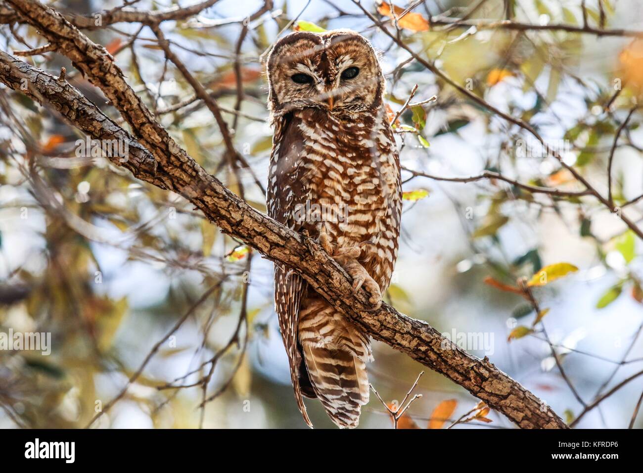 Mexican spotted owl or Strix occidentalis lucida, very difficult to ...