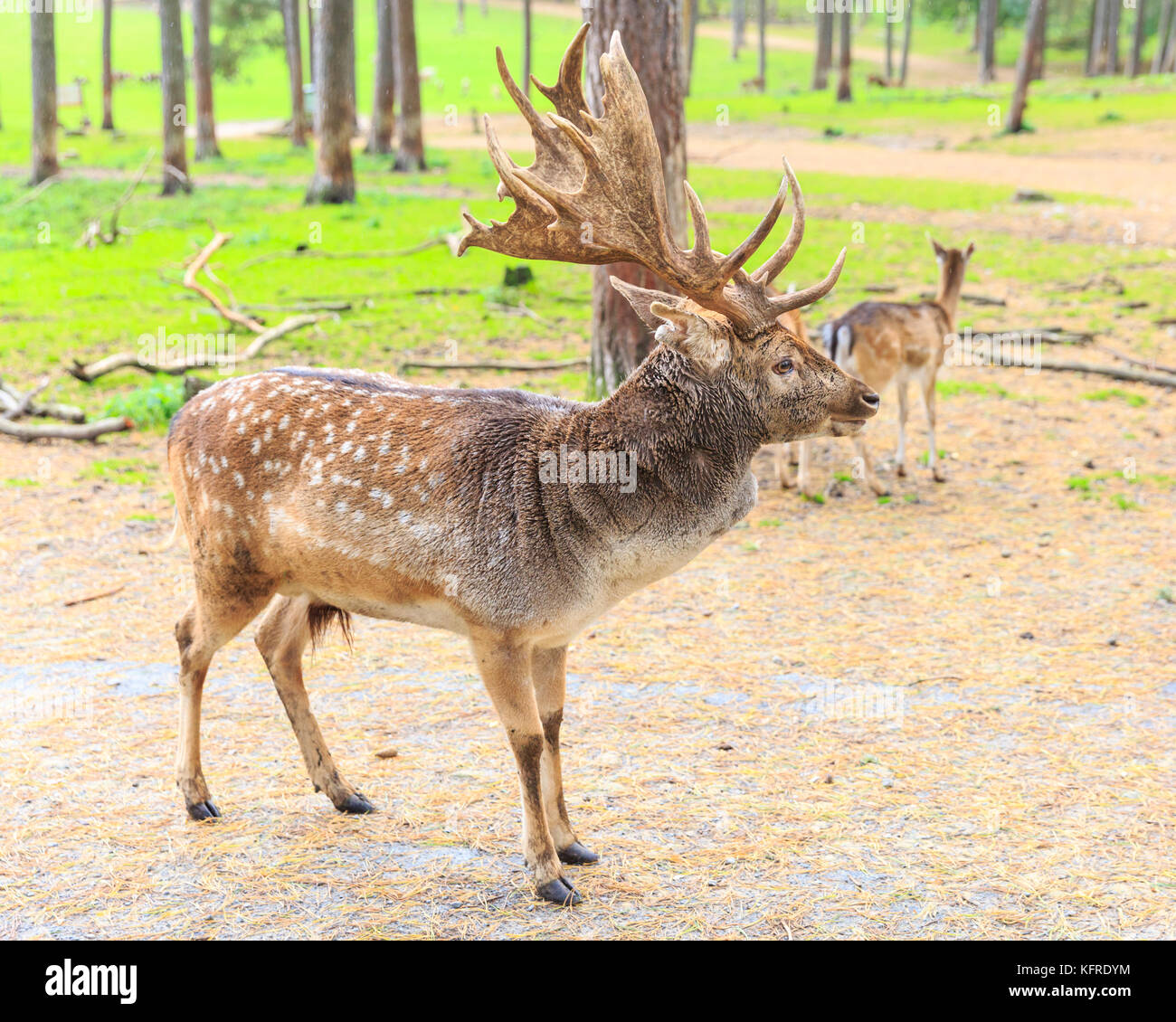 Adult male fallow deer buck (dama dama), in woodland wildlife reserve ...