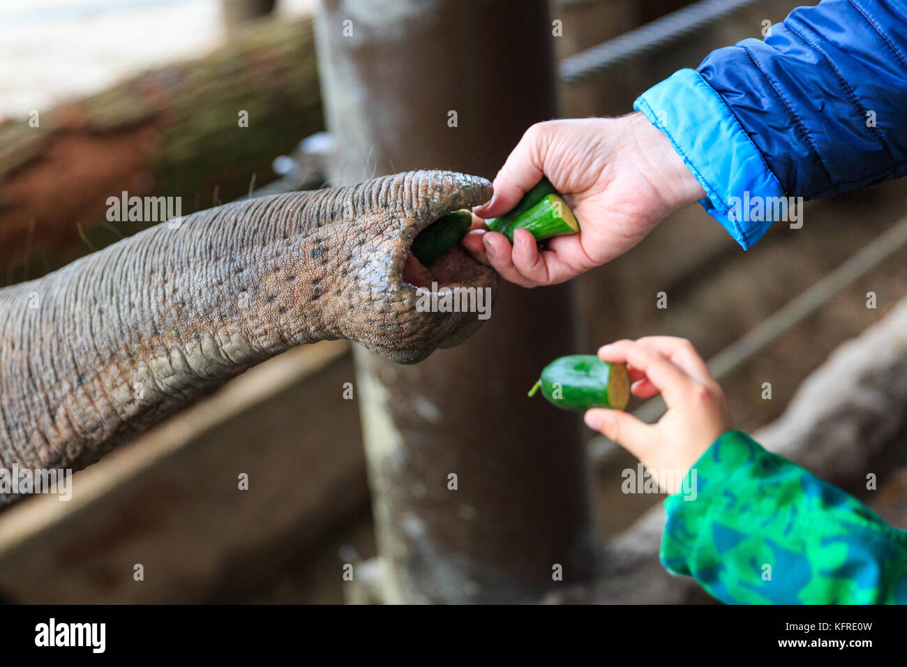 Elephant trunk, (proboscis) base with nostrils, human hand and child's ...