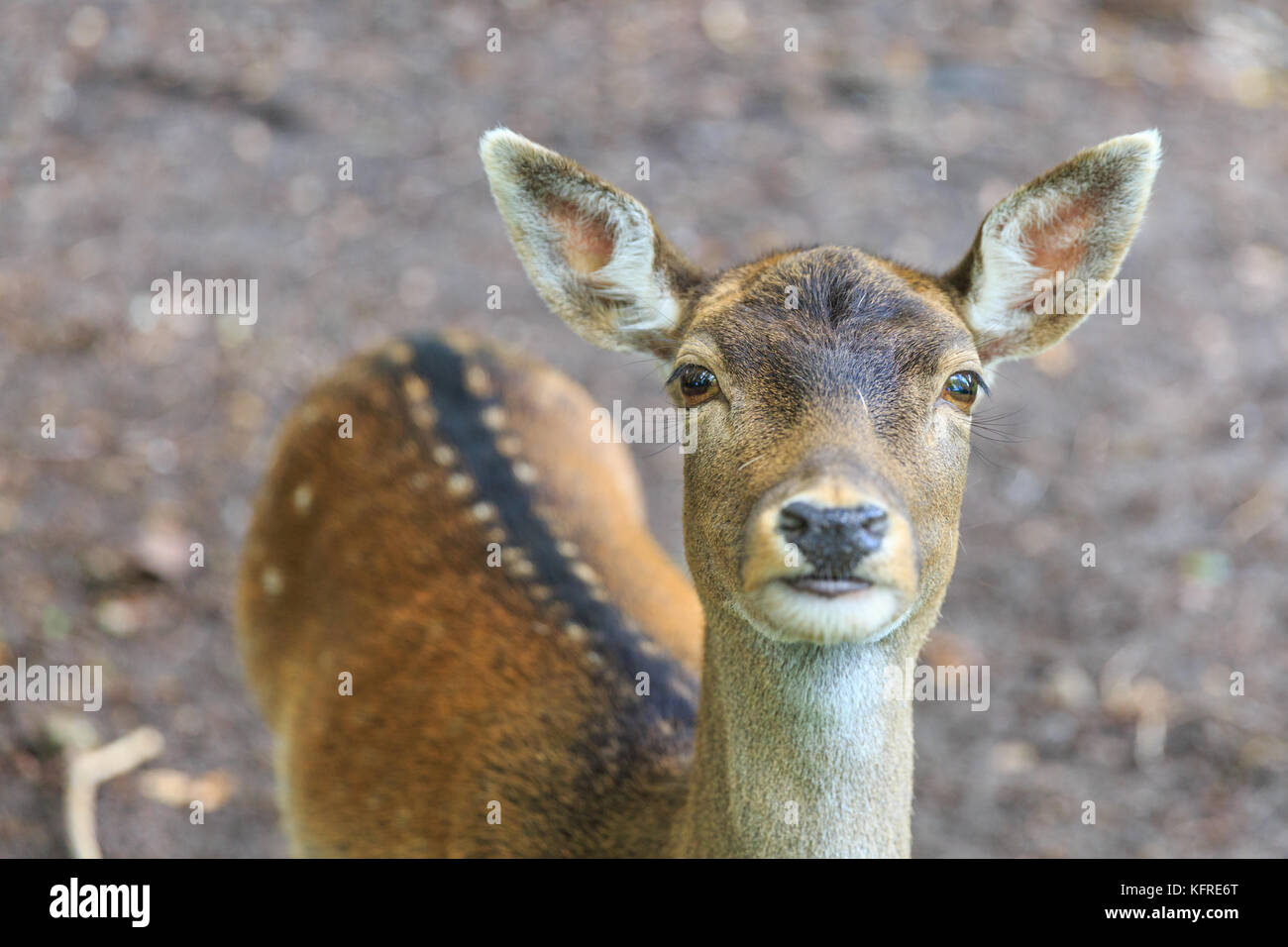 Female fallow doe hi-res stock photography and images - Alamy