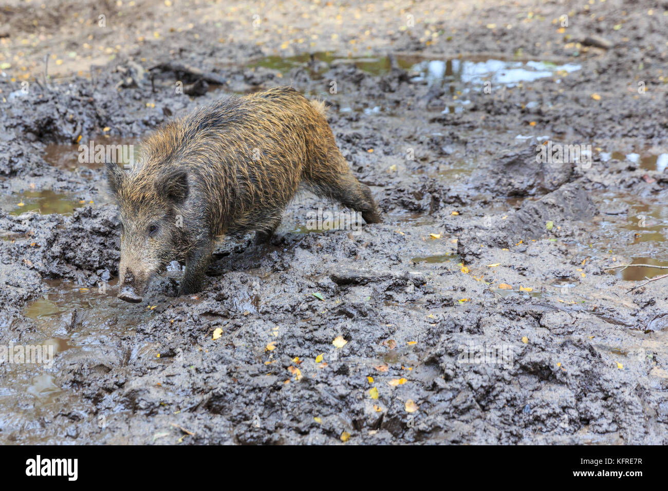 Windschwein hi-res stock photography and images - Alamy