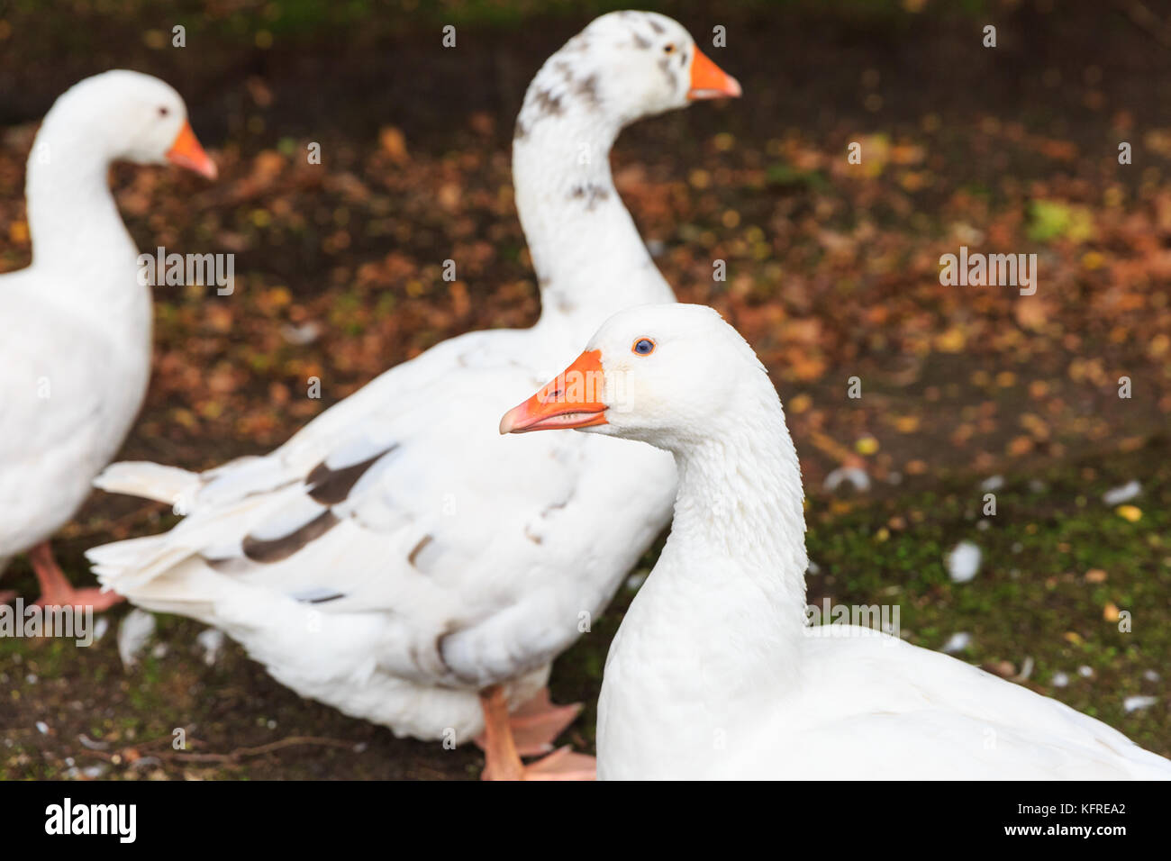 Two domestic goose hi-res stock photography and images - Alamy