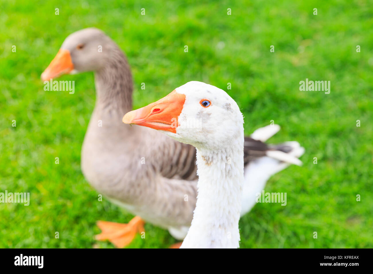 Two geese walking in fresh green grass,close-up Stock Photo - Alamy