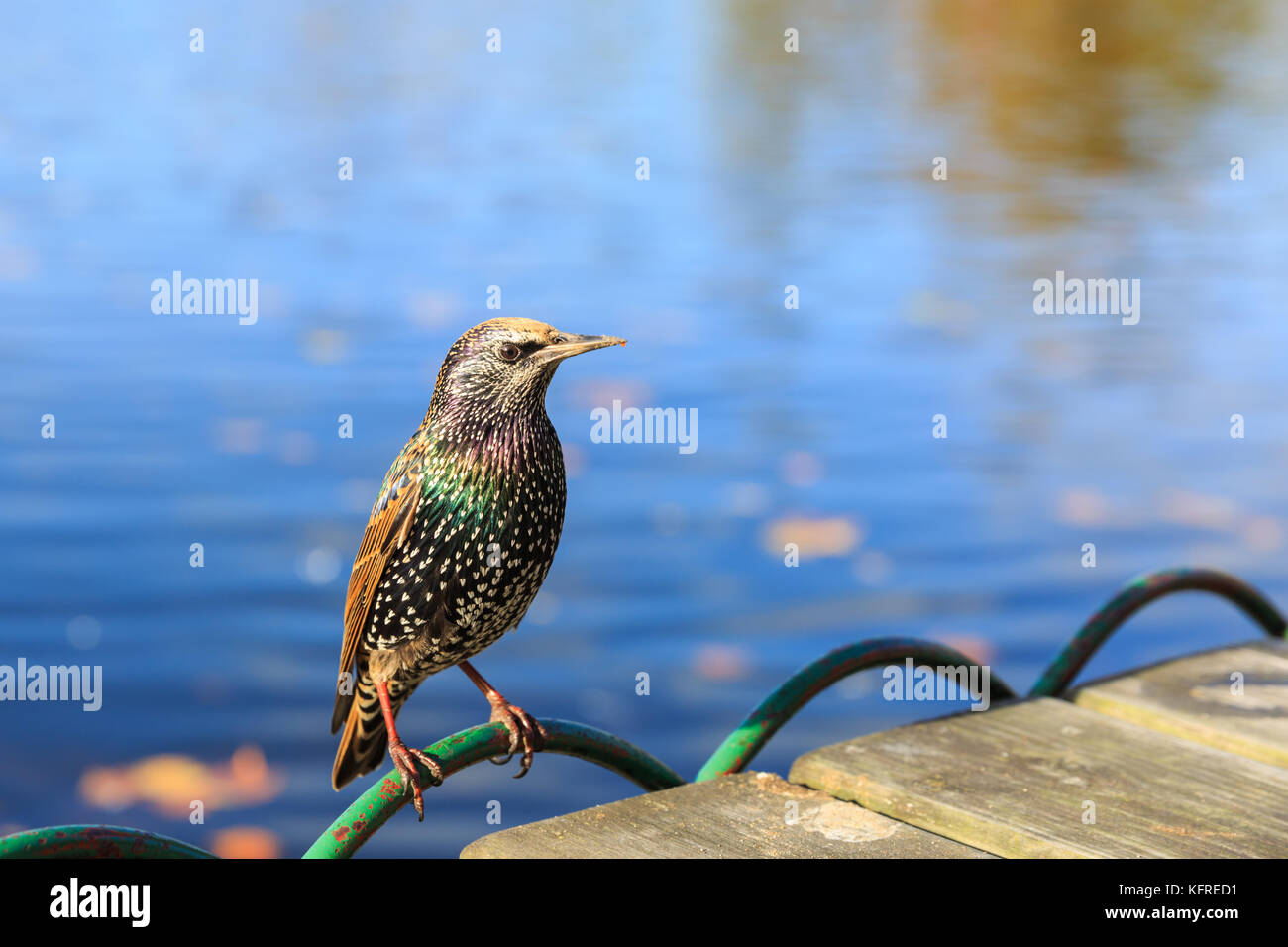 Common starling (Sturnus vulgaris), also called European starling ...