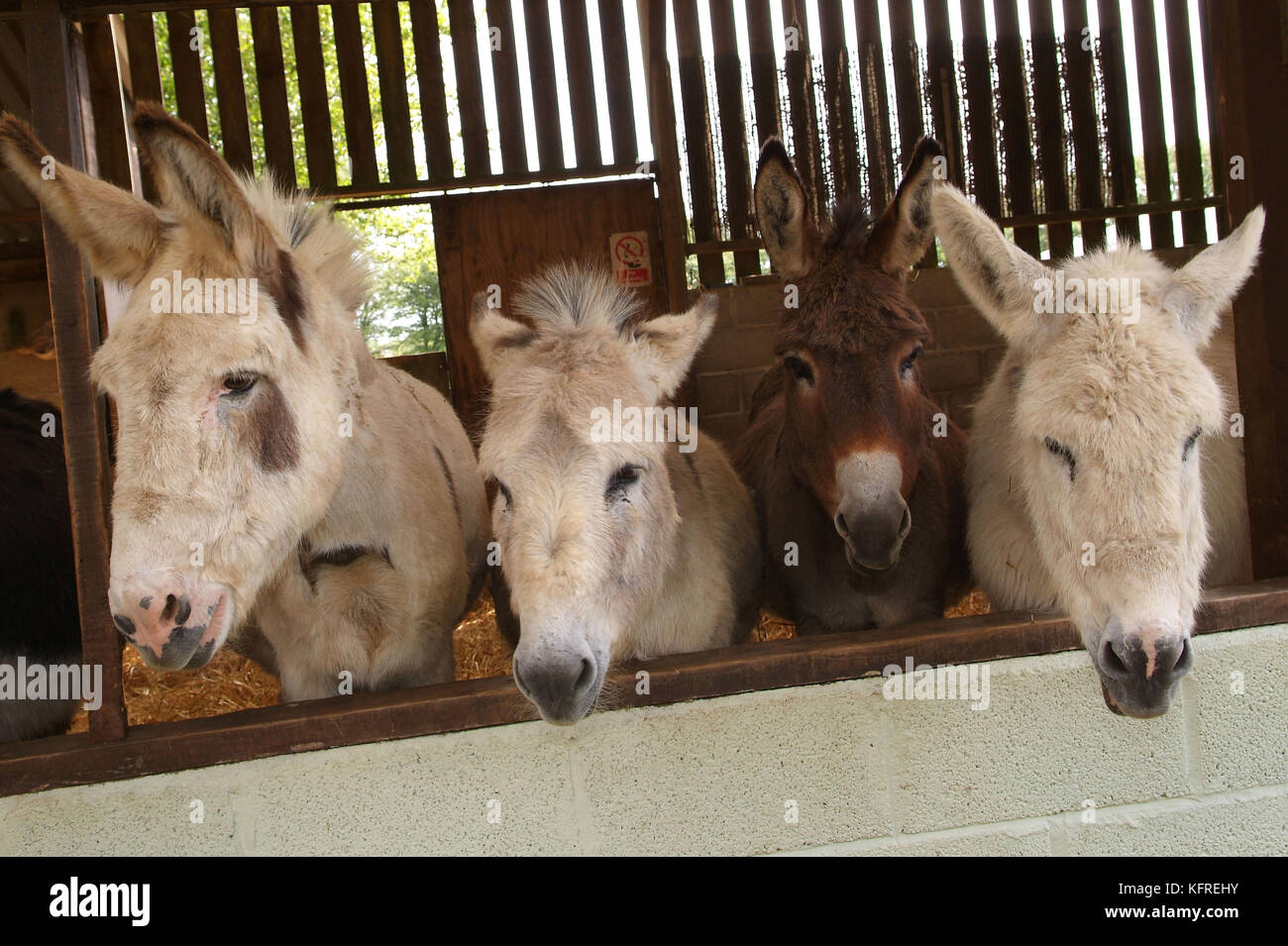 Four donkeys at the Tamar Valley Donkey Park, Cornwall Stock Photo - Alamy