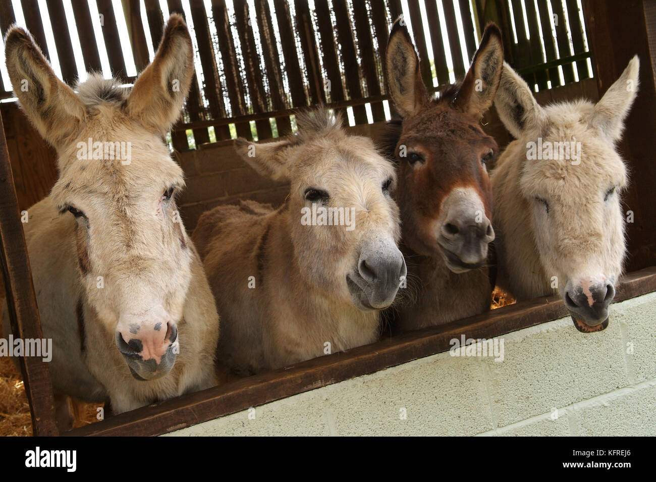 Four donkeys at the Tamar Valley Donkey Park, Cornwall Stock Photo - Alamy