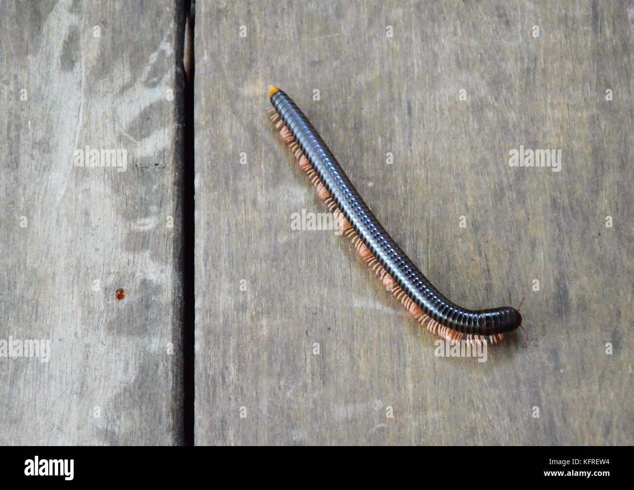 Millipede house hi-res stock photography and images - Alamy