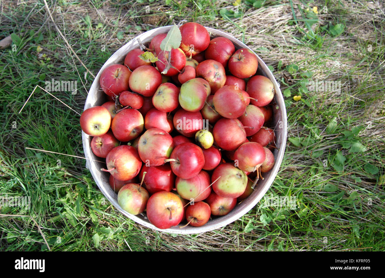 just harvested ripe red organic apples in a plastic pail, image of a ...