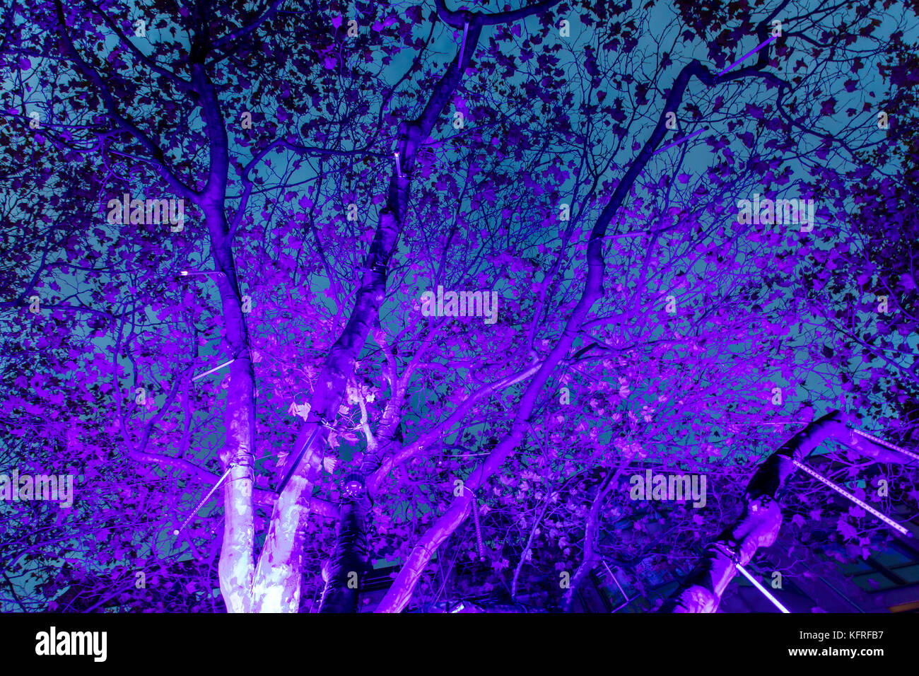 The luminous tree hi-res stock photography and images - Alamy