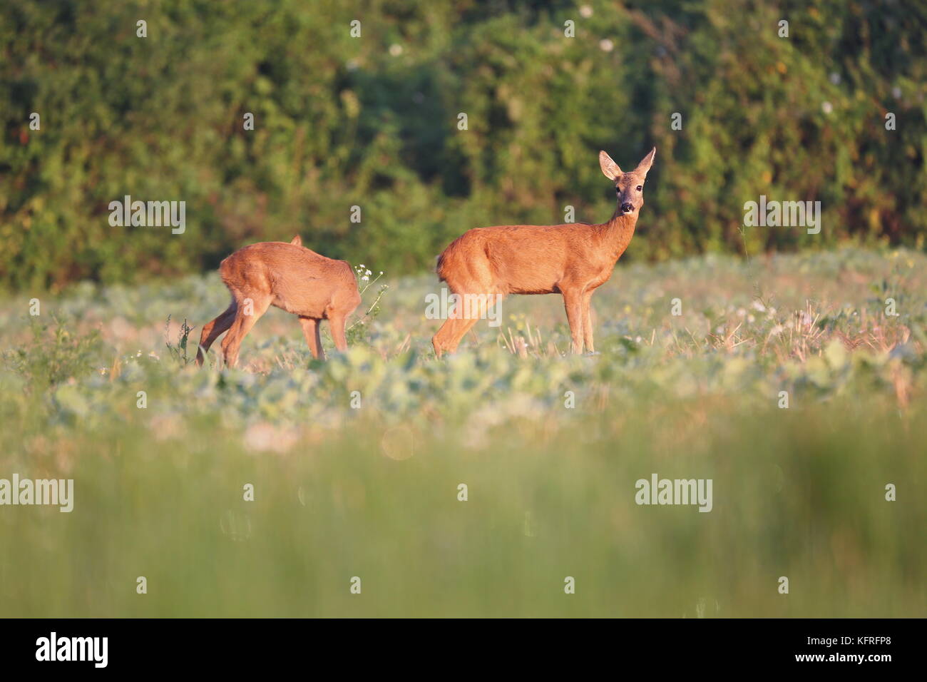 Roe Deers (Capreolus capreolus) stand on an agricultural field with ...