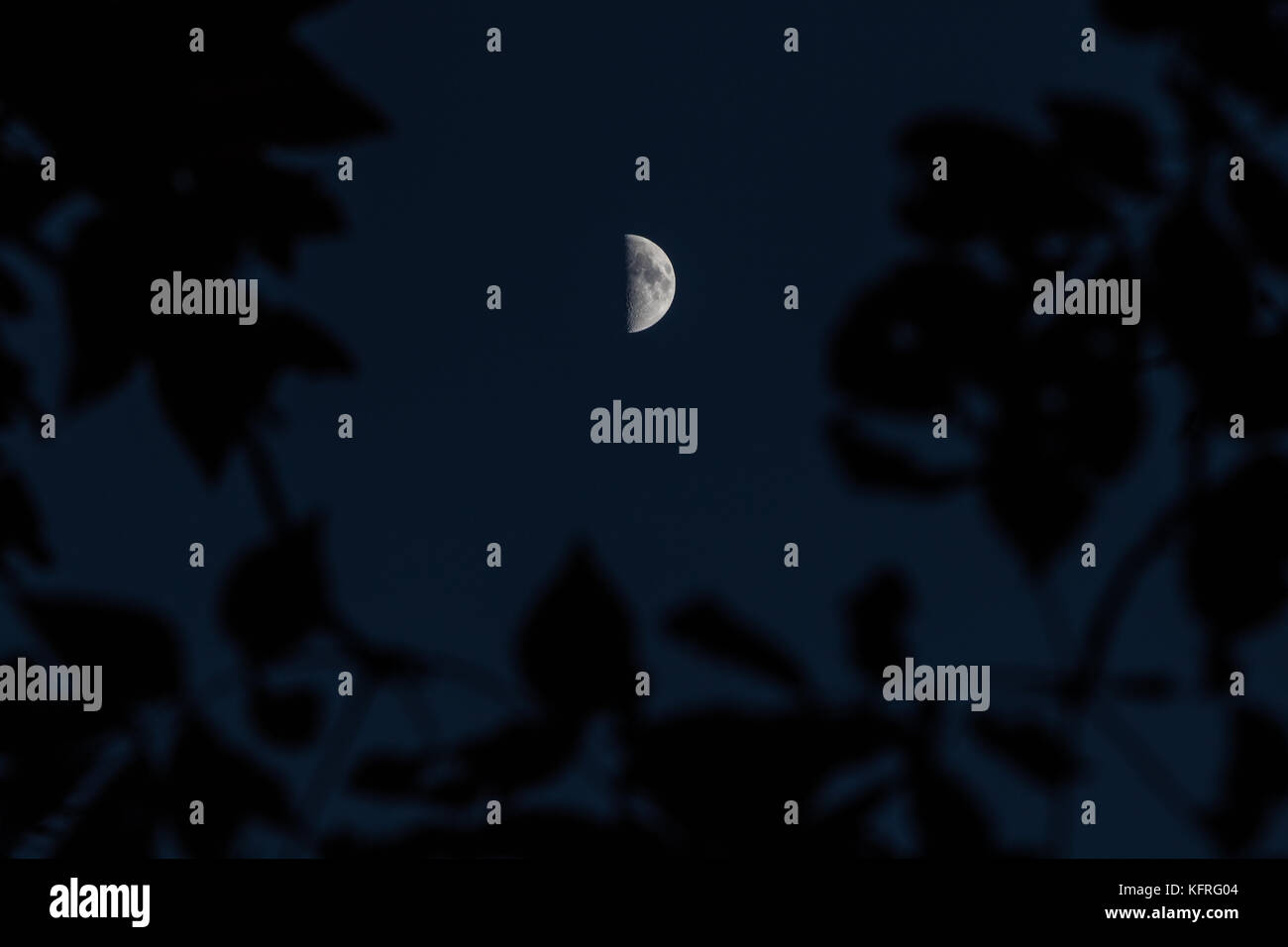 Moon through leaves hi-res stock photography and images - Alamy