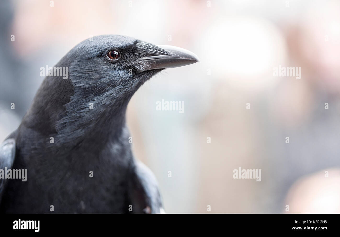Stare crow hi-res stock photography and images - Alamy