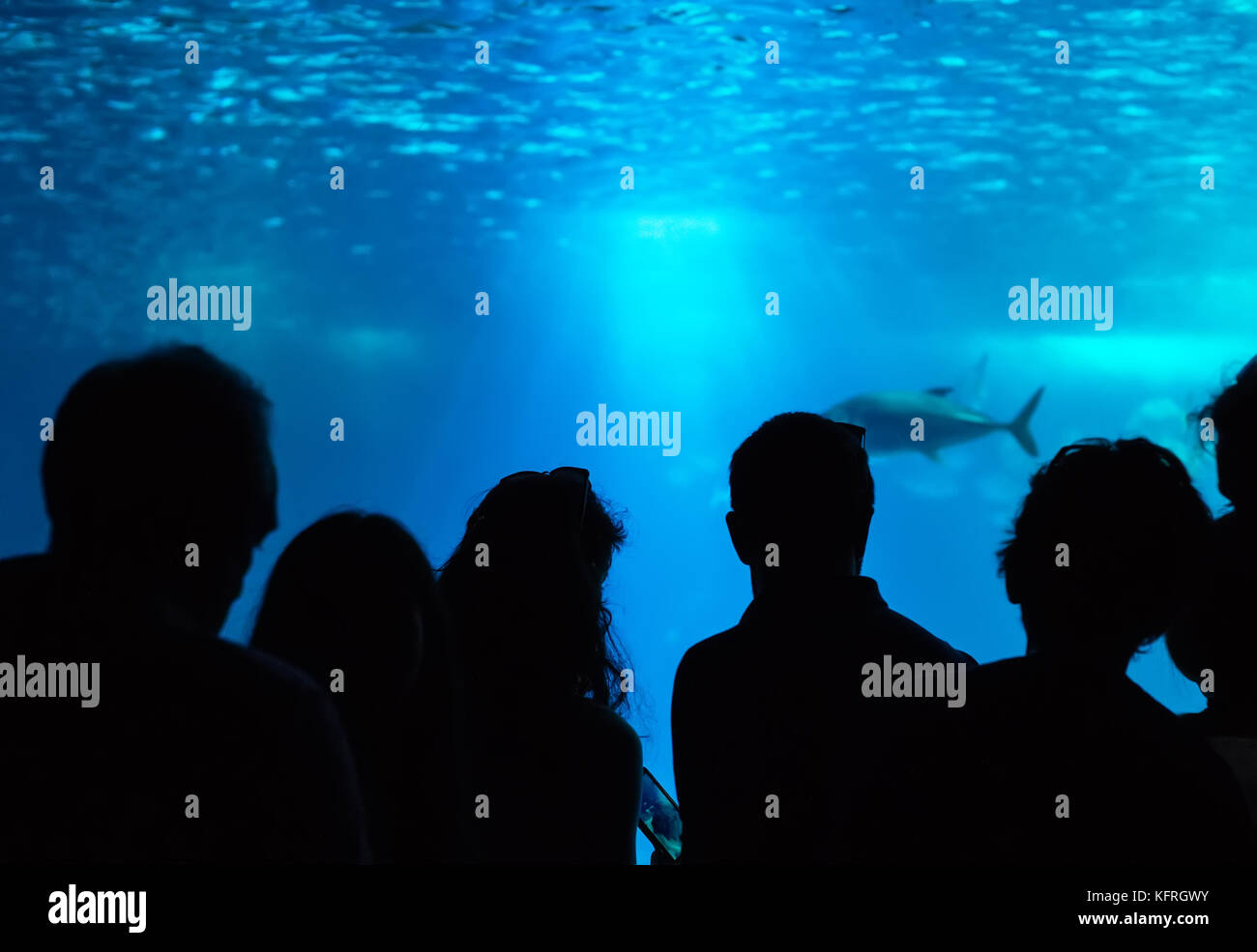Many people observe the fish in the oceanarium Stock Photo - Alamy