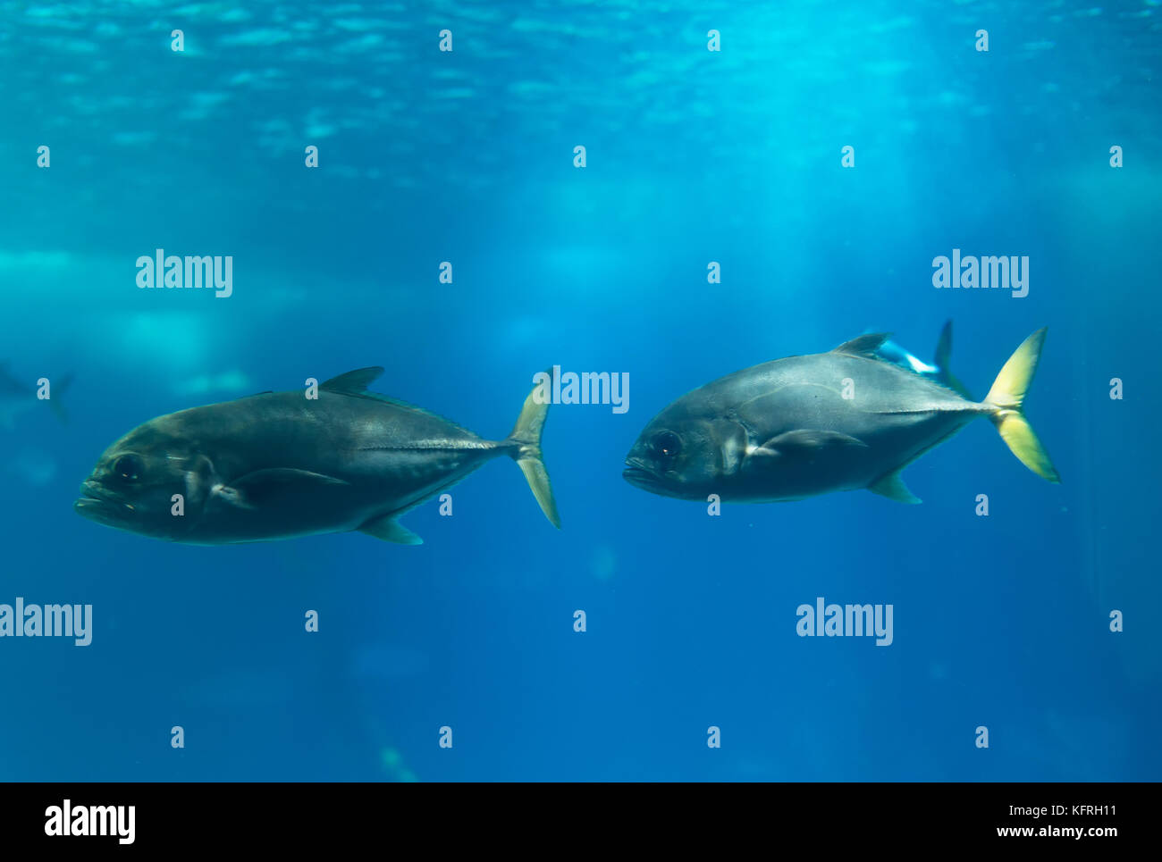 Horse eye jack hi-res stock photography and images - Alamy