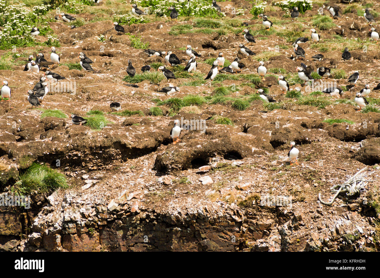 Puffin jumping hi-res stock photography and images - Alamy