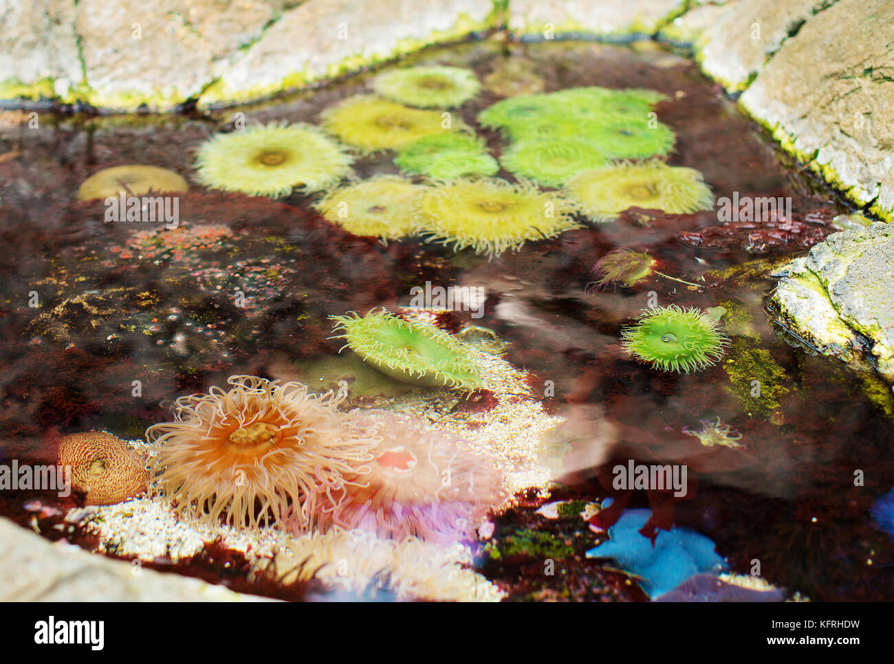Sea anemones in coastal waters. Bunodactis reynaudi Stock Photo - Alamy