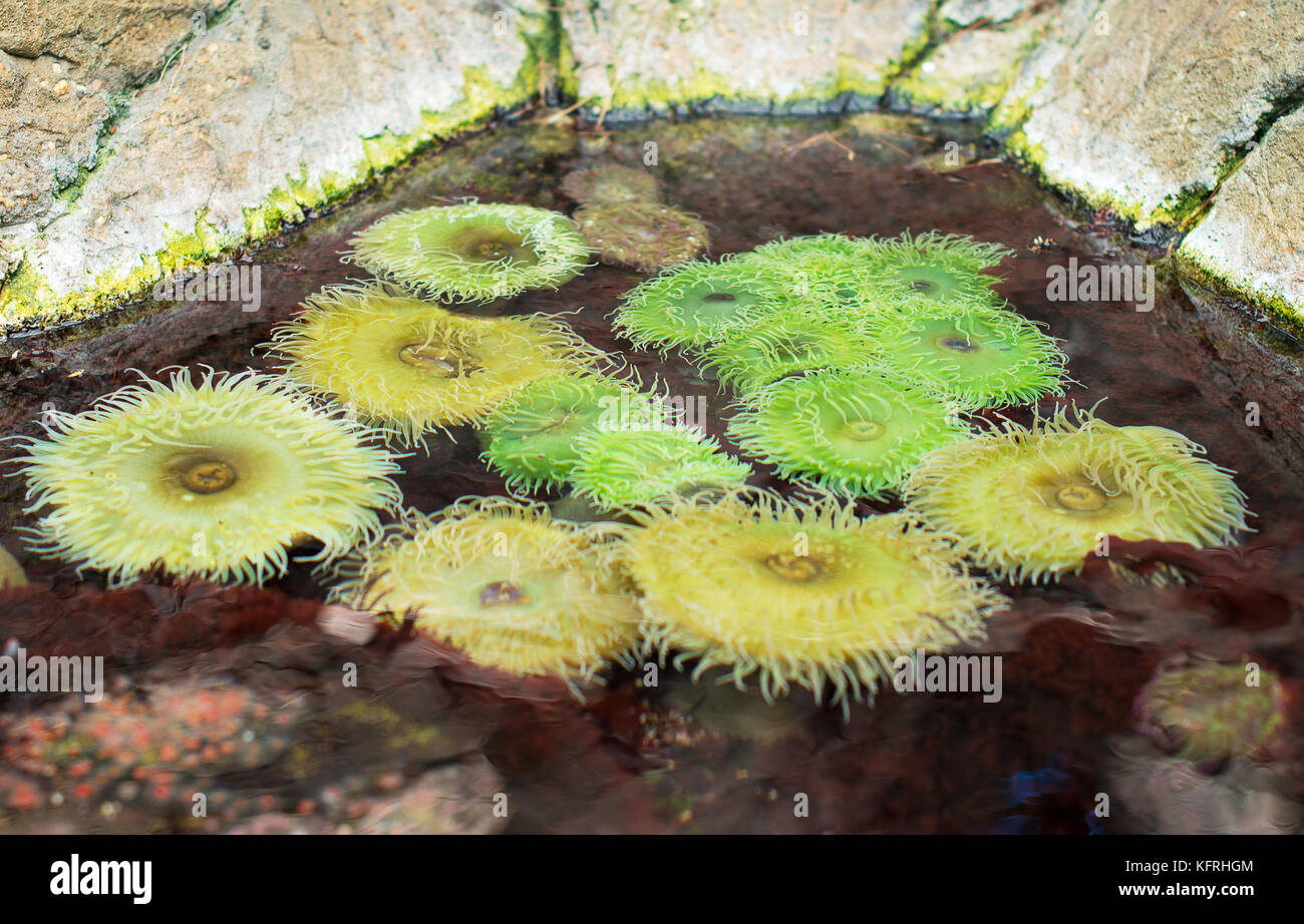 Sea anemones in coastal waters. Bunodactis reynaudi Stock Photo - Alamy