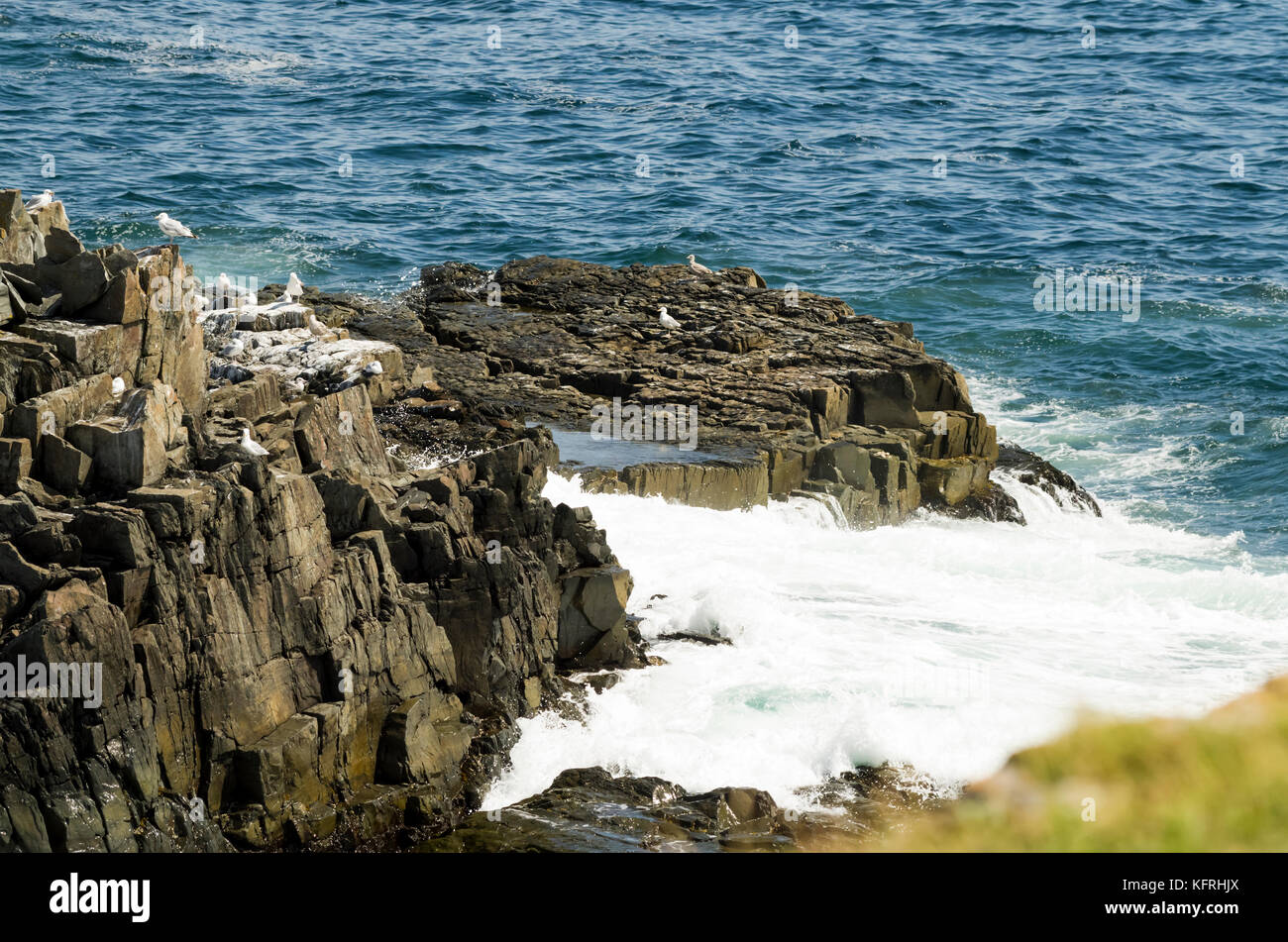 Elliston Newfoundland is a small fishing village on the Bonavista ...