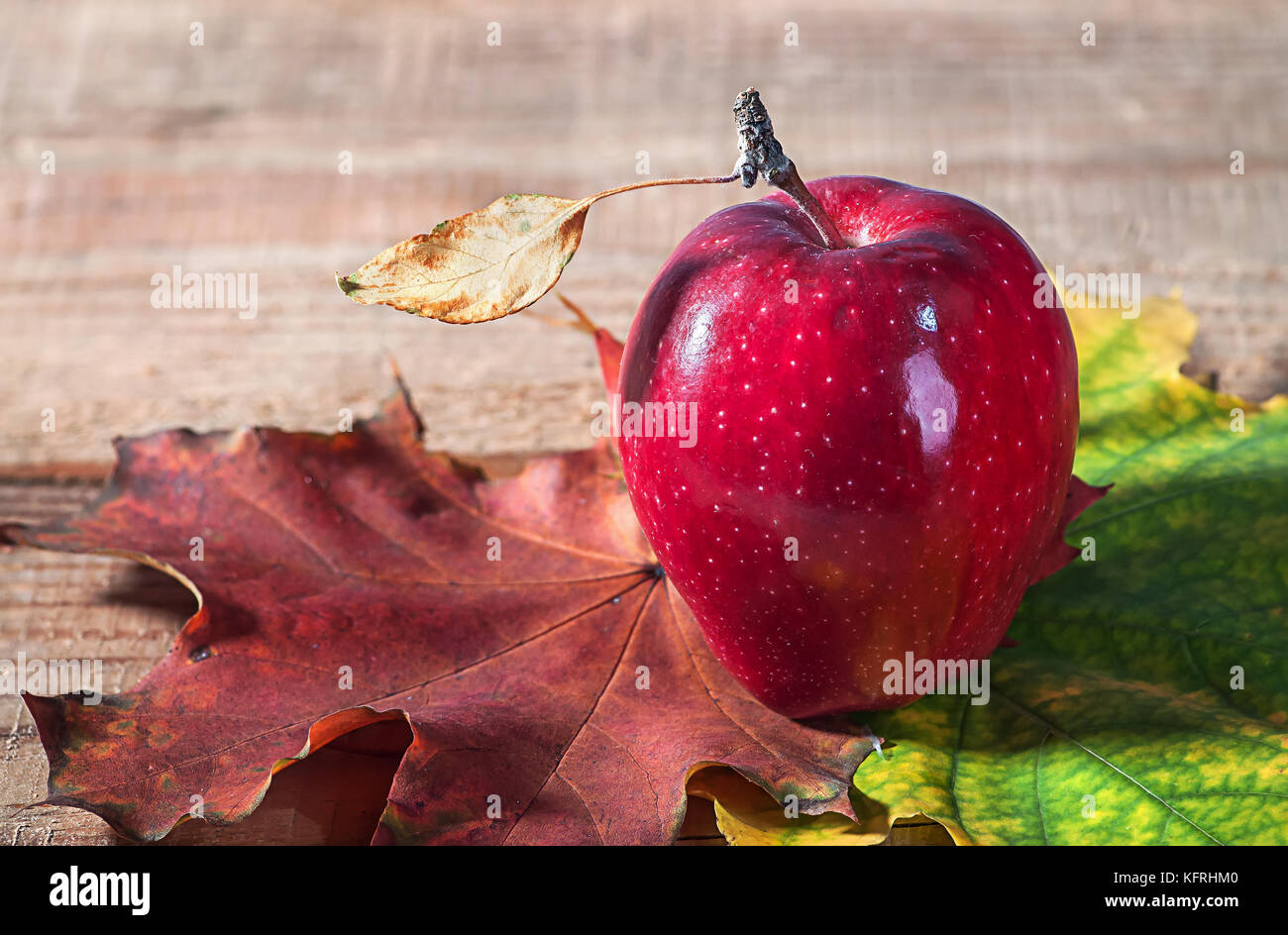 Beautiful wood apple leaf hi-res stock photography and images - Alamy
